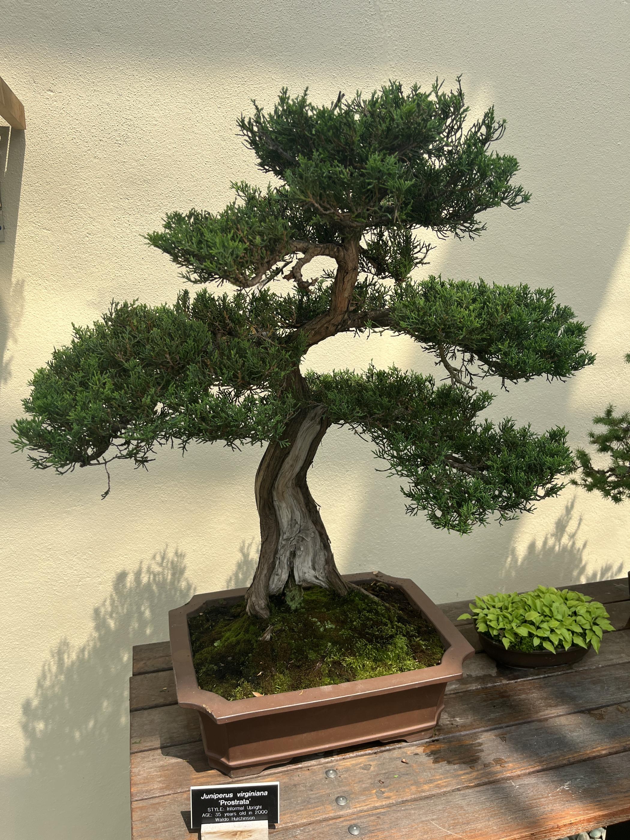 Plant Finder | Juniperus virginiana 'Prostrata' - Eastern Red-Cedar ...