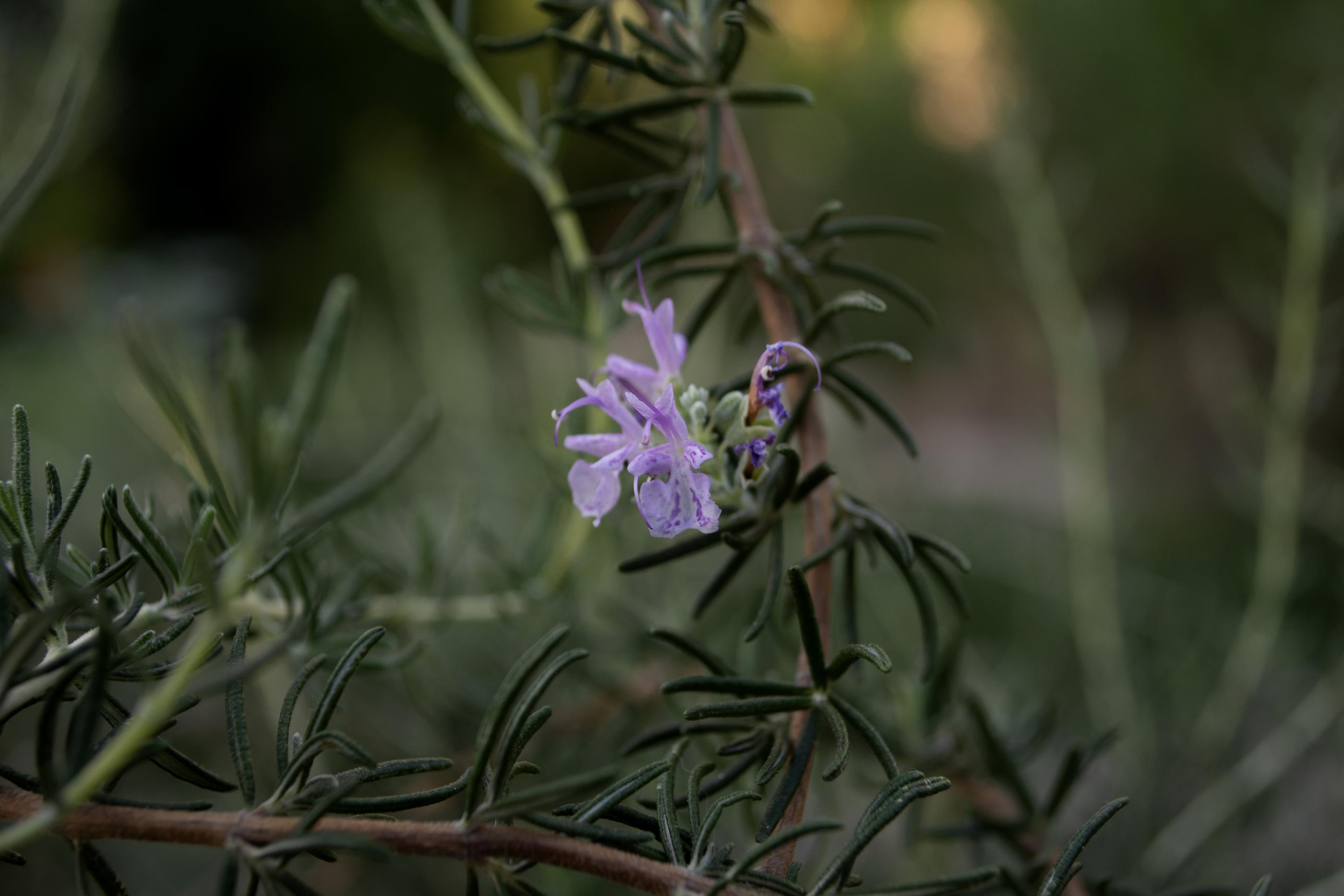 Plant Finder | Rosmarinus officinalis 'Majorca Pink' - Rosemary