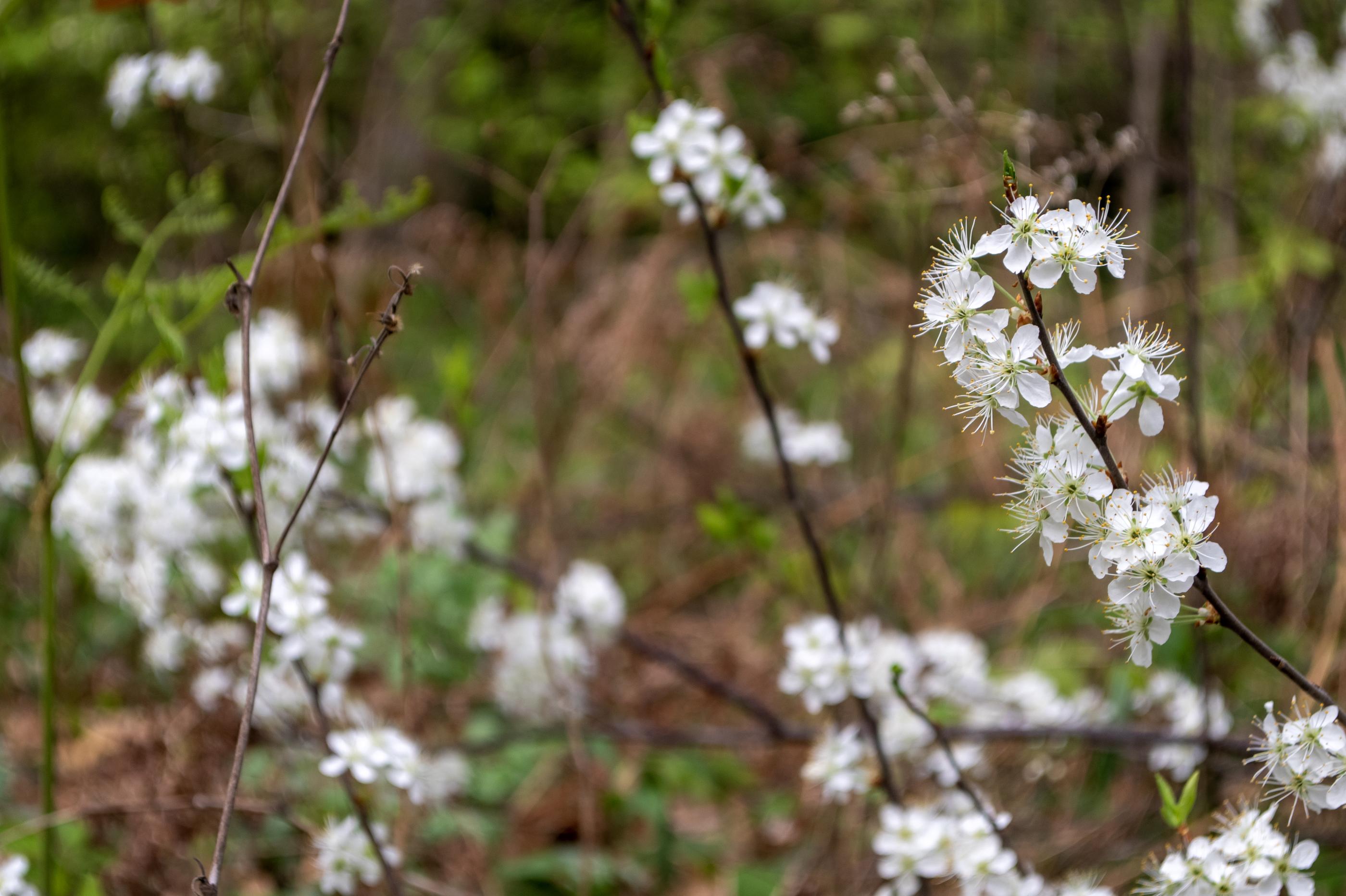 Plant Finder | Prunus maritima - Beach Plum