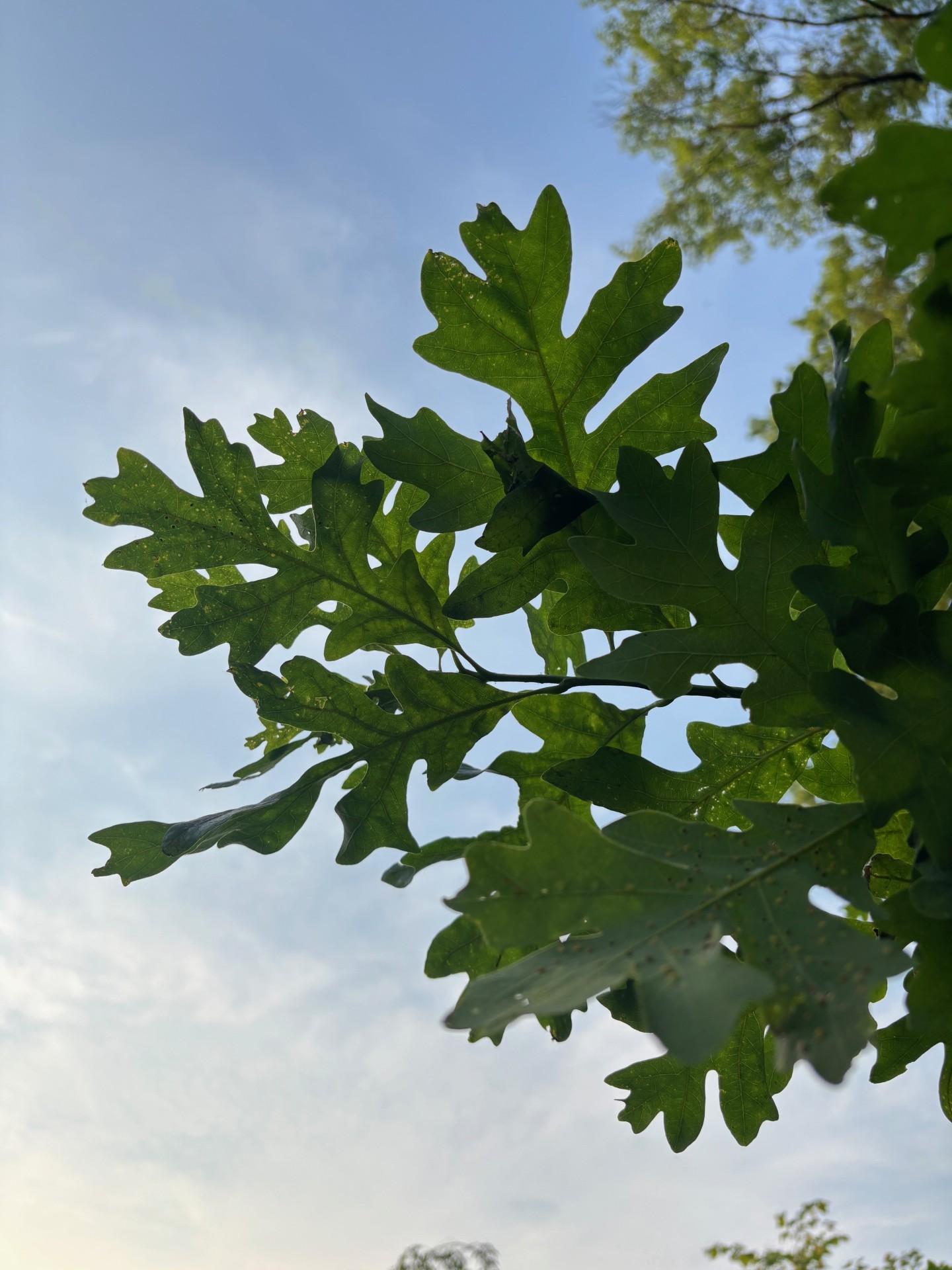 Plant Finder | Quercus alba - White Oak
