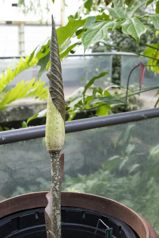 Plant Finder | Amorphophallus gigas