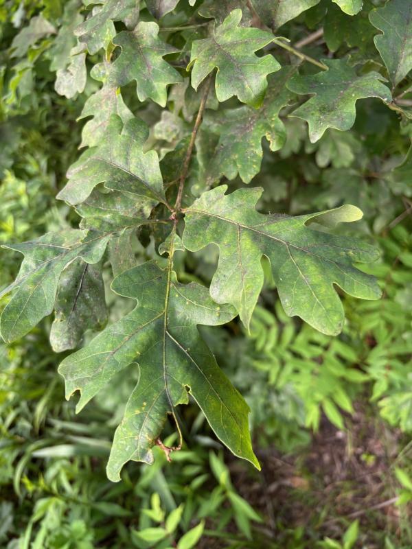Plant Finder | Quercus alba - White Oak