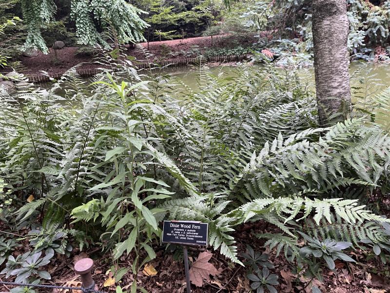 Plant Finder | Dryopteris × australis - Dixie Wood Fern