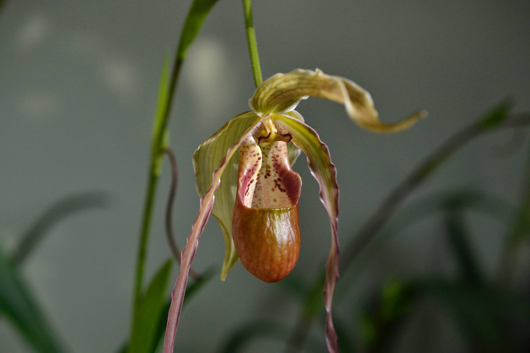 Plant Finder | Phragmipedium Grande grex 'Nancy' - Tropical Lady ...