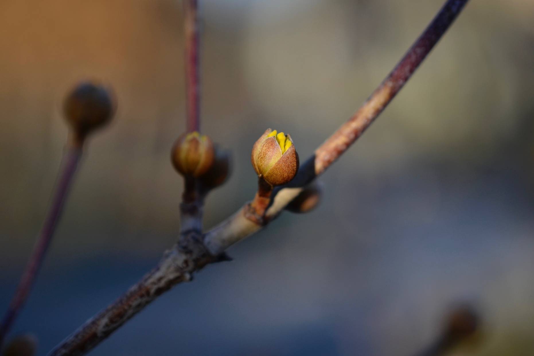 Plant Finder | Cornus officinalis 'Kintoki' - Japanese Cornelian-Cherry