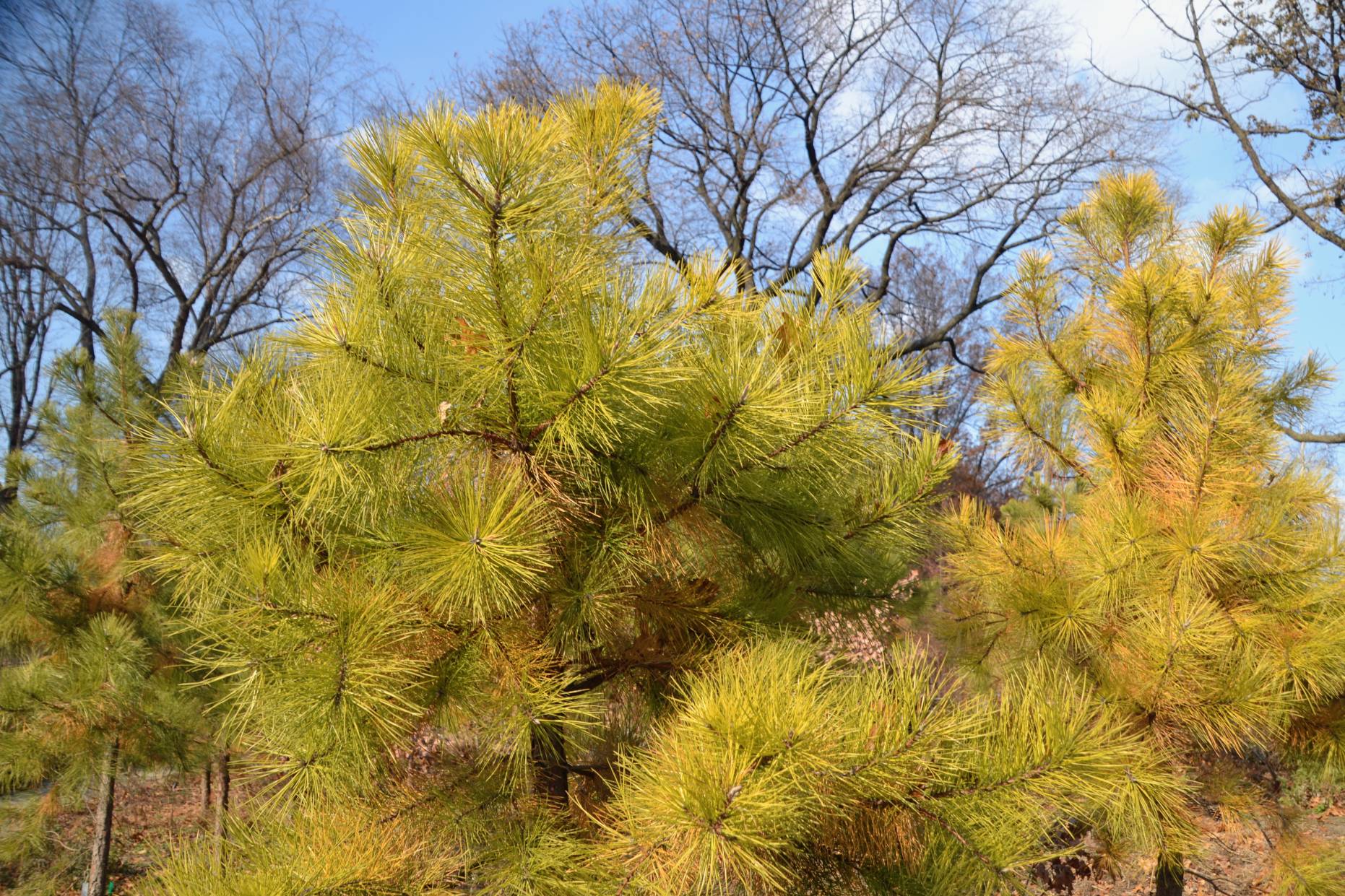 Plant Finder | Pinus rigida - Pitch Pine