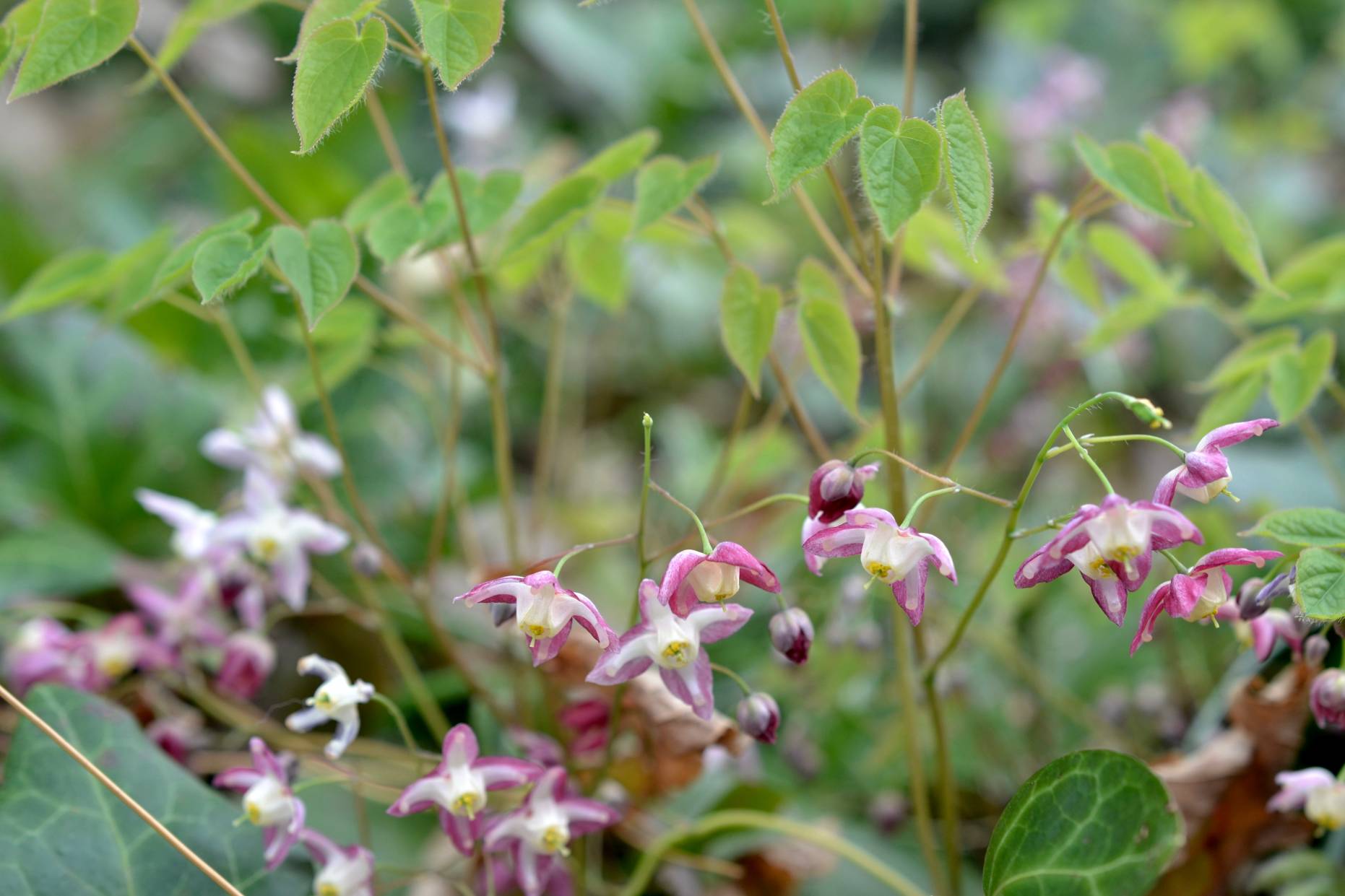 Plant Finder | Epimedium × rubrum - Red Barrenwort