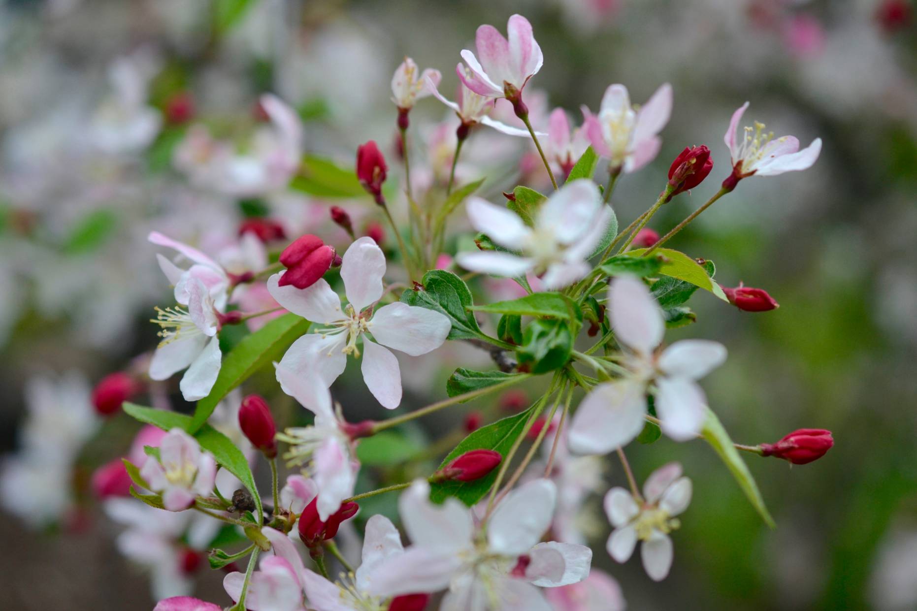 Plant Finder | Accession 110005: Malus floribunda - Showy Crabapple