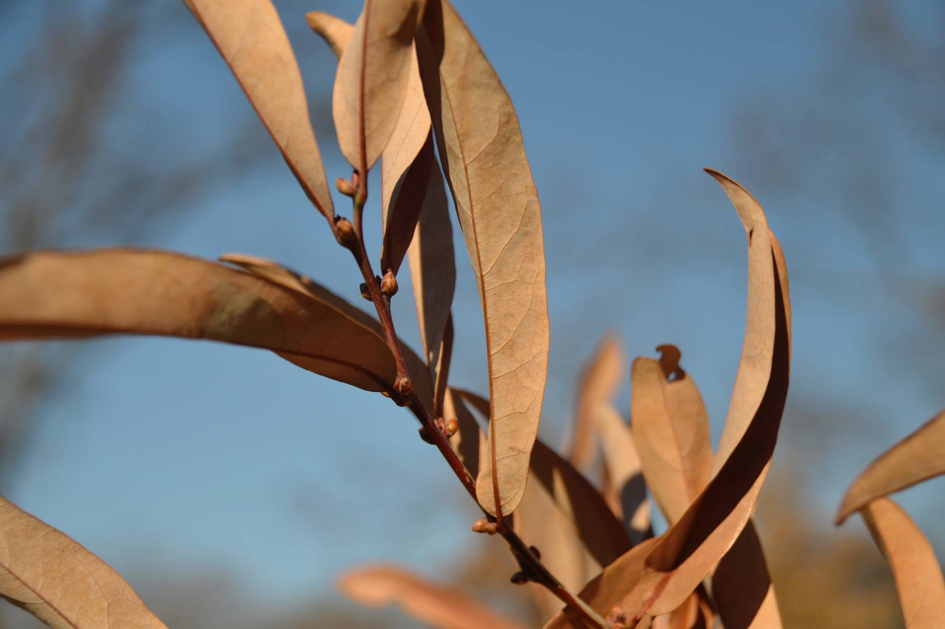 Plant Finder | Lindera angustifolia - Narrow-Leaf Spicebush