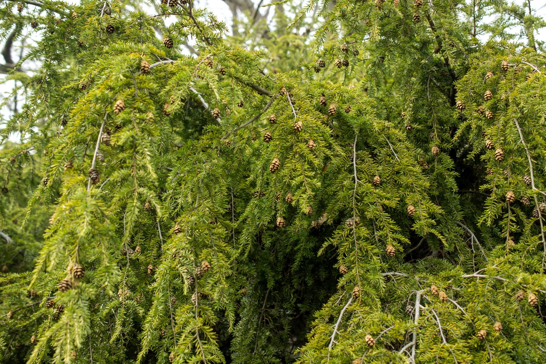 Plant Finder | Tsuga canadensis 'Pendula' - Sargent Weeping Hemlock