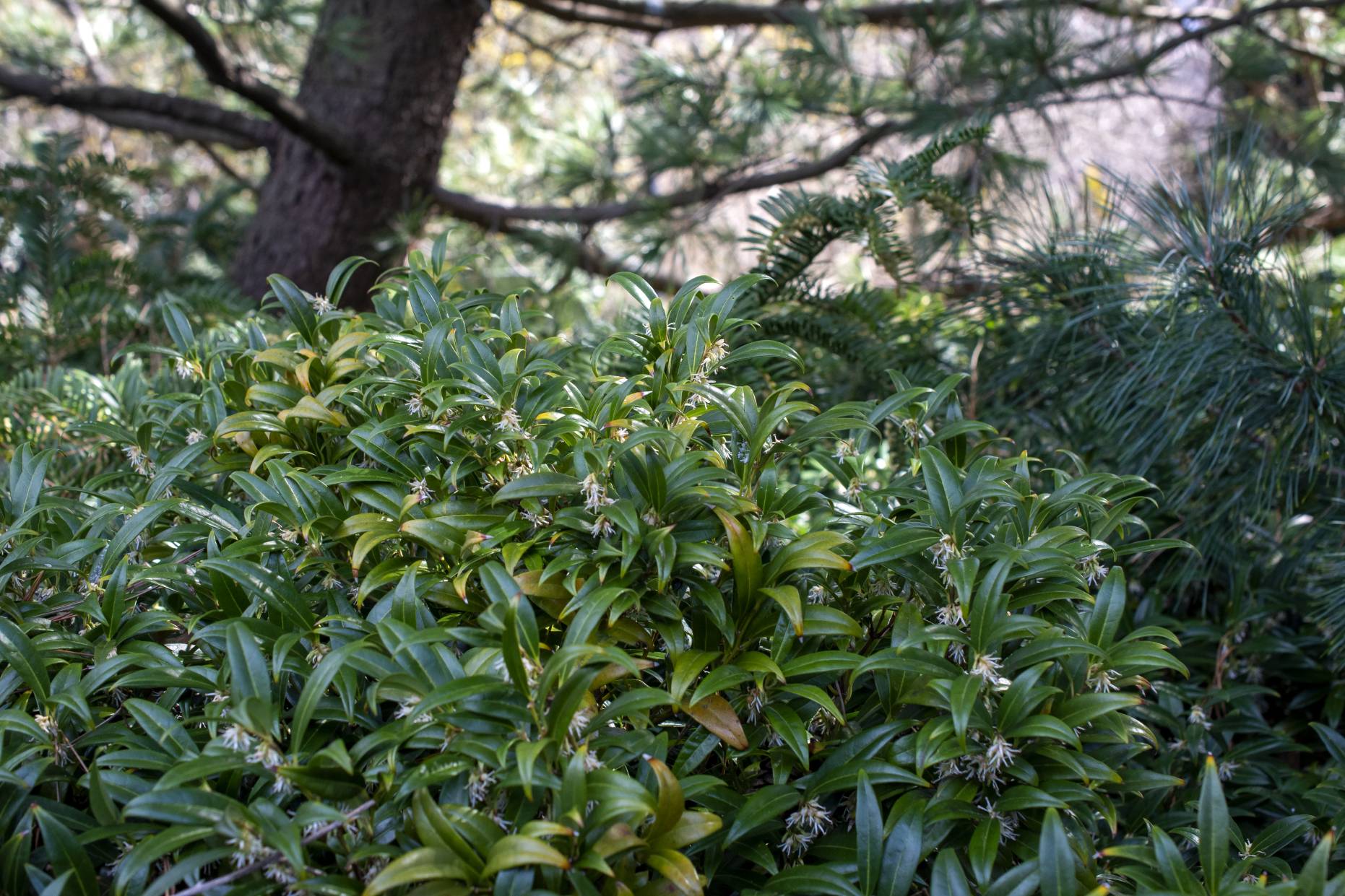 Plant Finder | Sarcococca hookeriana var. digyna - Sweet Box