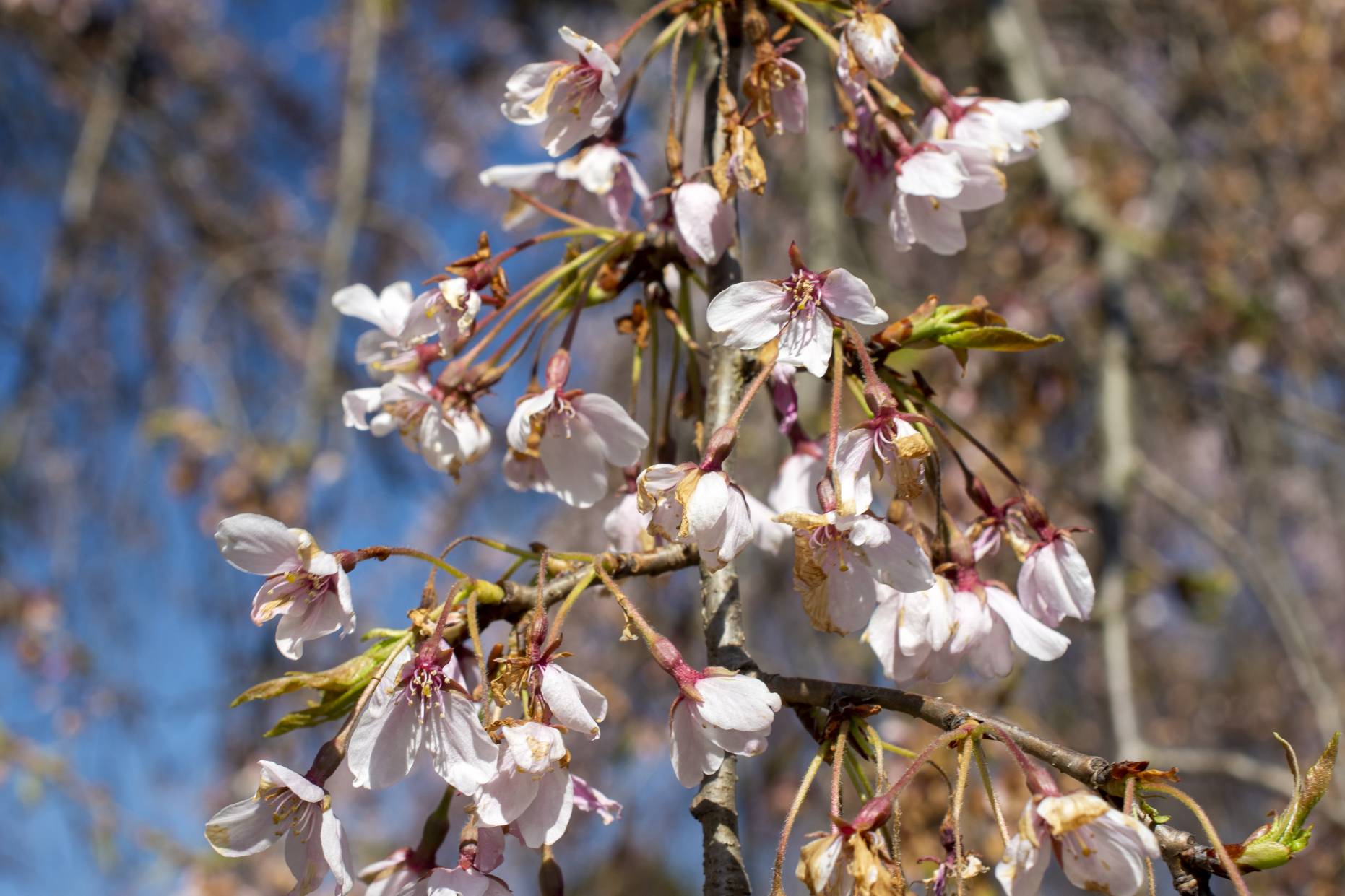 Plant Finder | Prunus sp. - Cherry