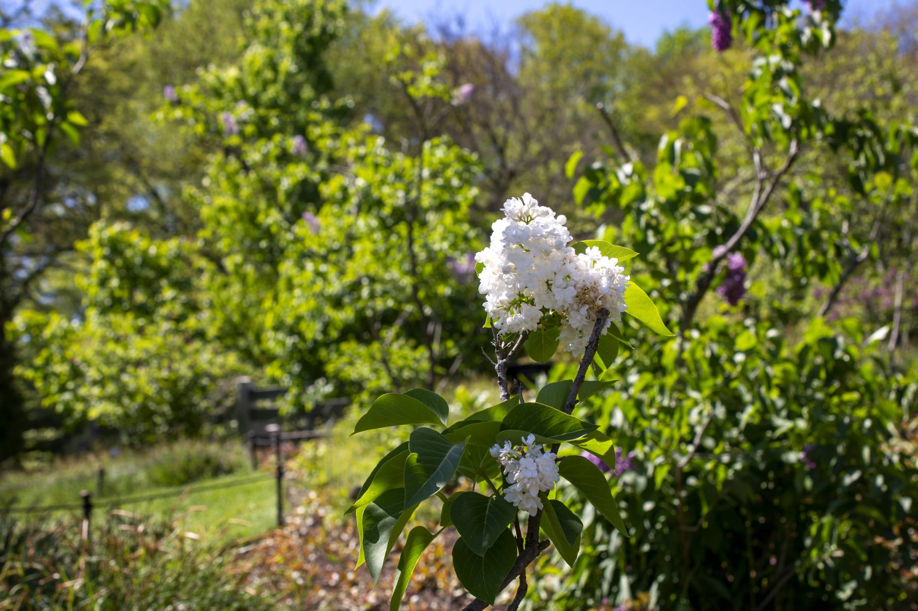 Plant Finder | Syringa vulgaris 'Edith Cavell' - Lilac 'Edith Cavell'