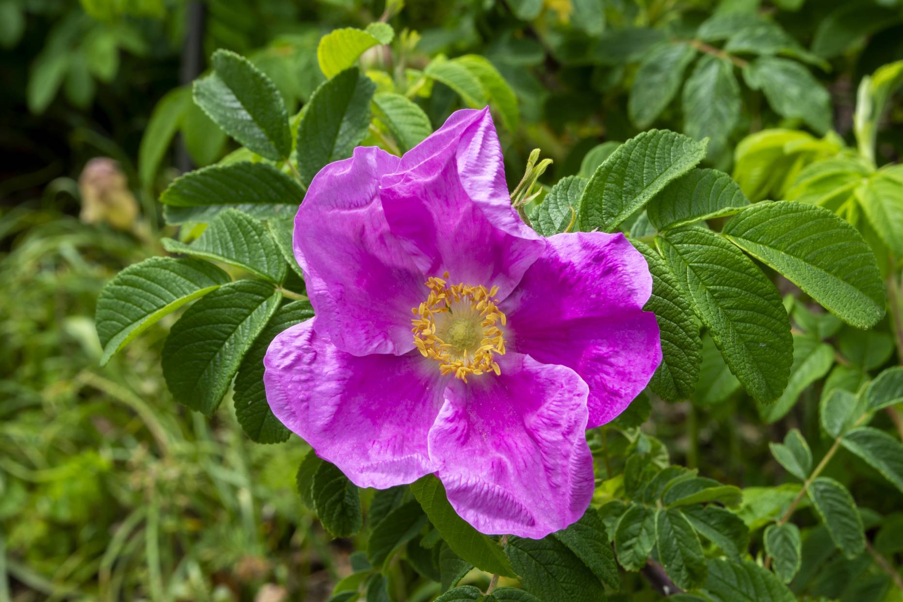 Plant Finder | Rosa rugosa - Rugosa Rose