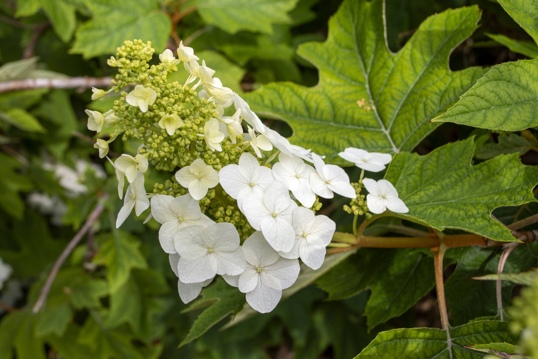 Plant Finder | Hydrangea paniculata 'Tardiva' - Panicle Hydrangea 'Tardiva'