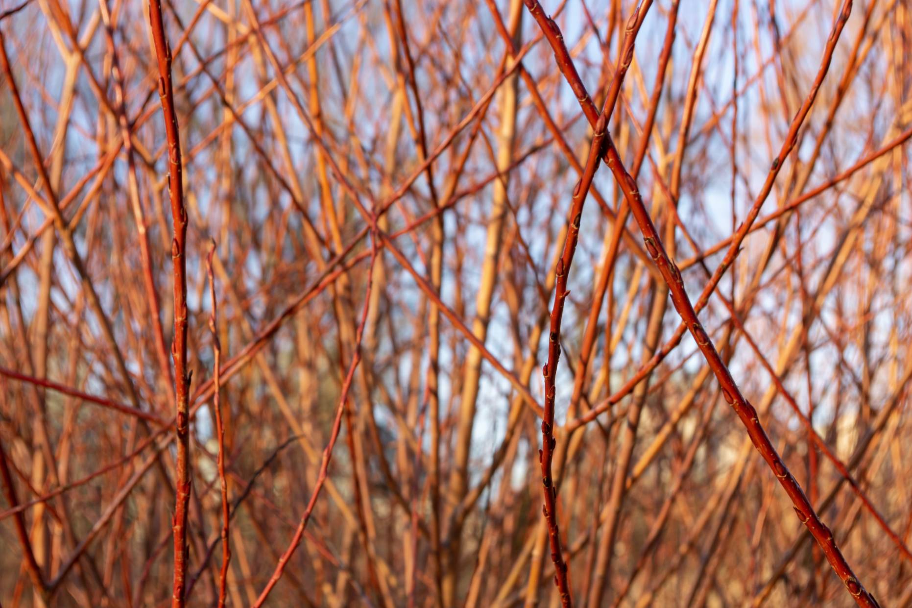 Plant Finder | Salix alba 'Flame' - Flame Willow