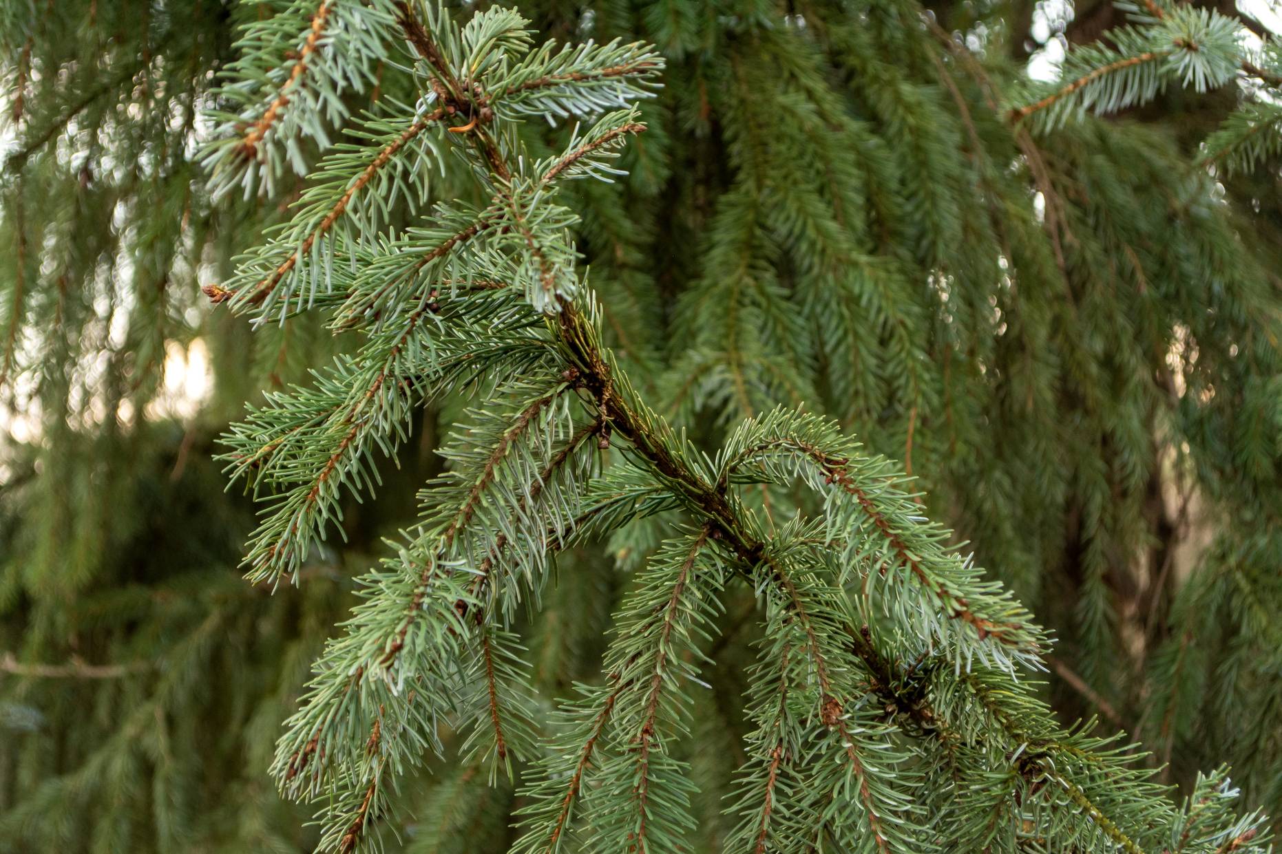 Plant Finder | Picea omorika - Serbian Spruce
