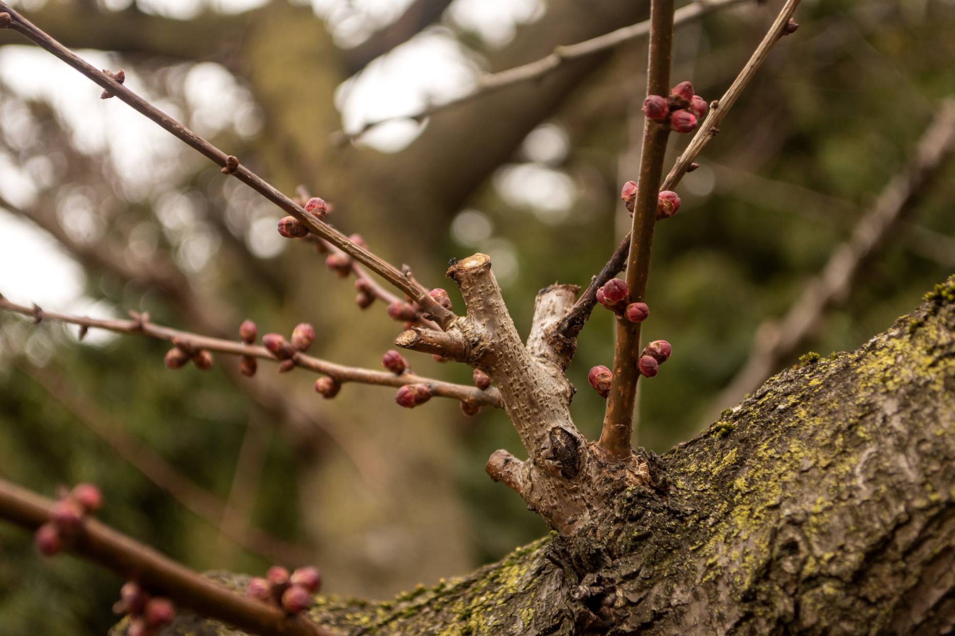 Plant Finder | Prunus sp. - Cherry