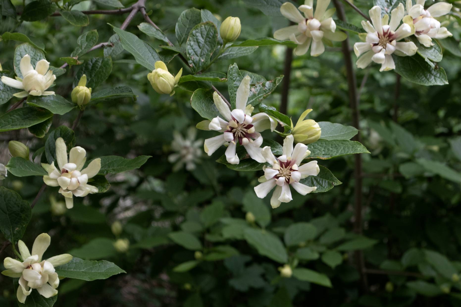 Plant Finder | Calycanthus 'Venus' - Sweetshrub 'Venus'