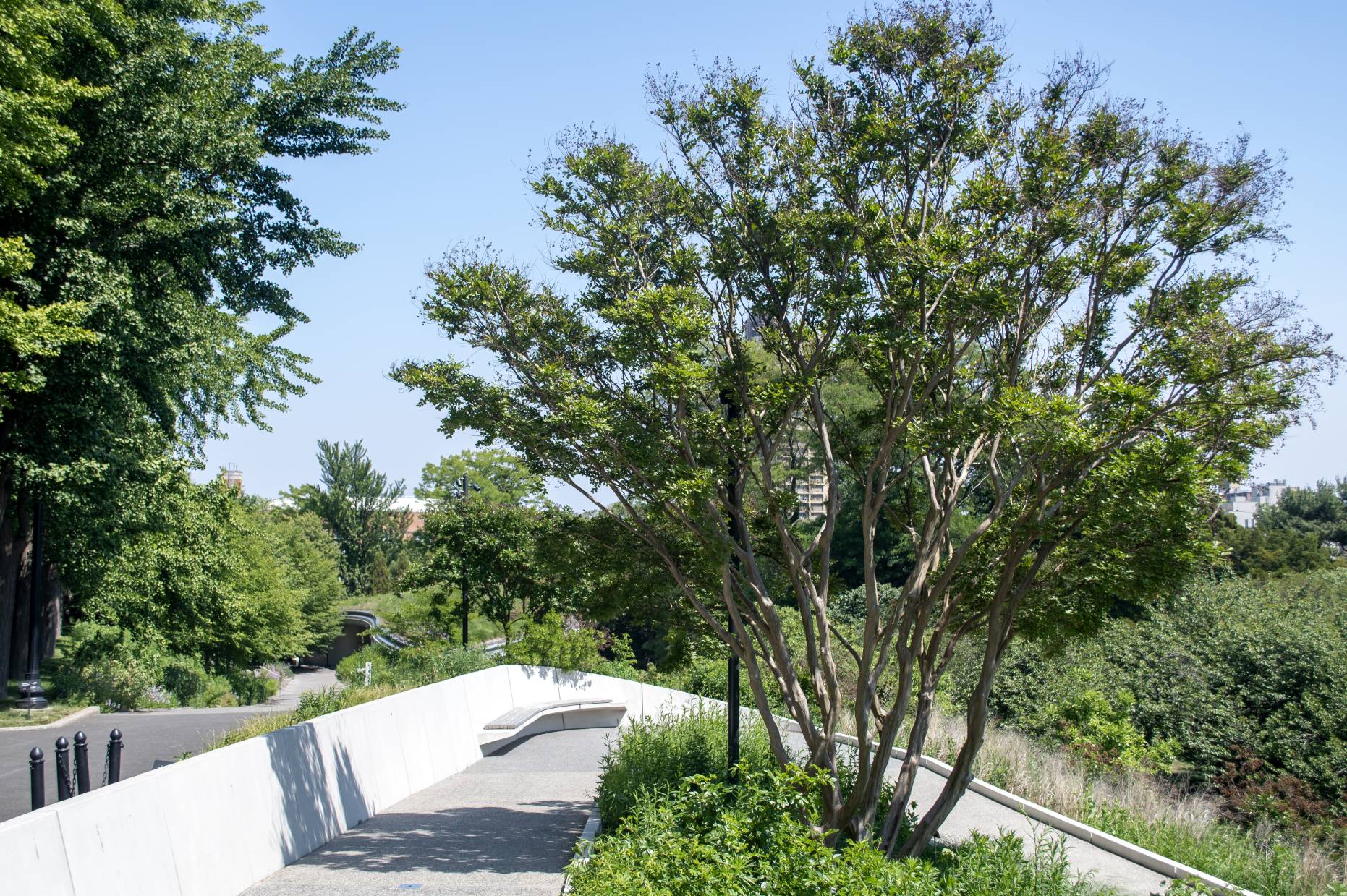 Plant Finder | Lagerstroemia 'Acoma' - Crape-Myrtle 'Acoma'