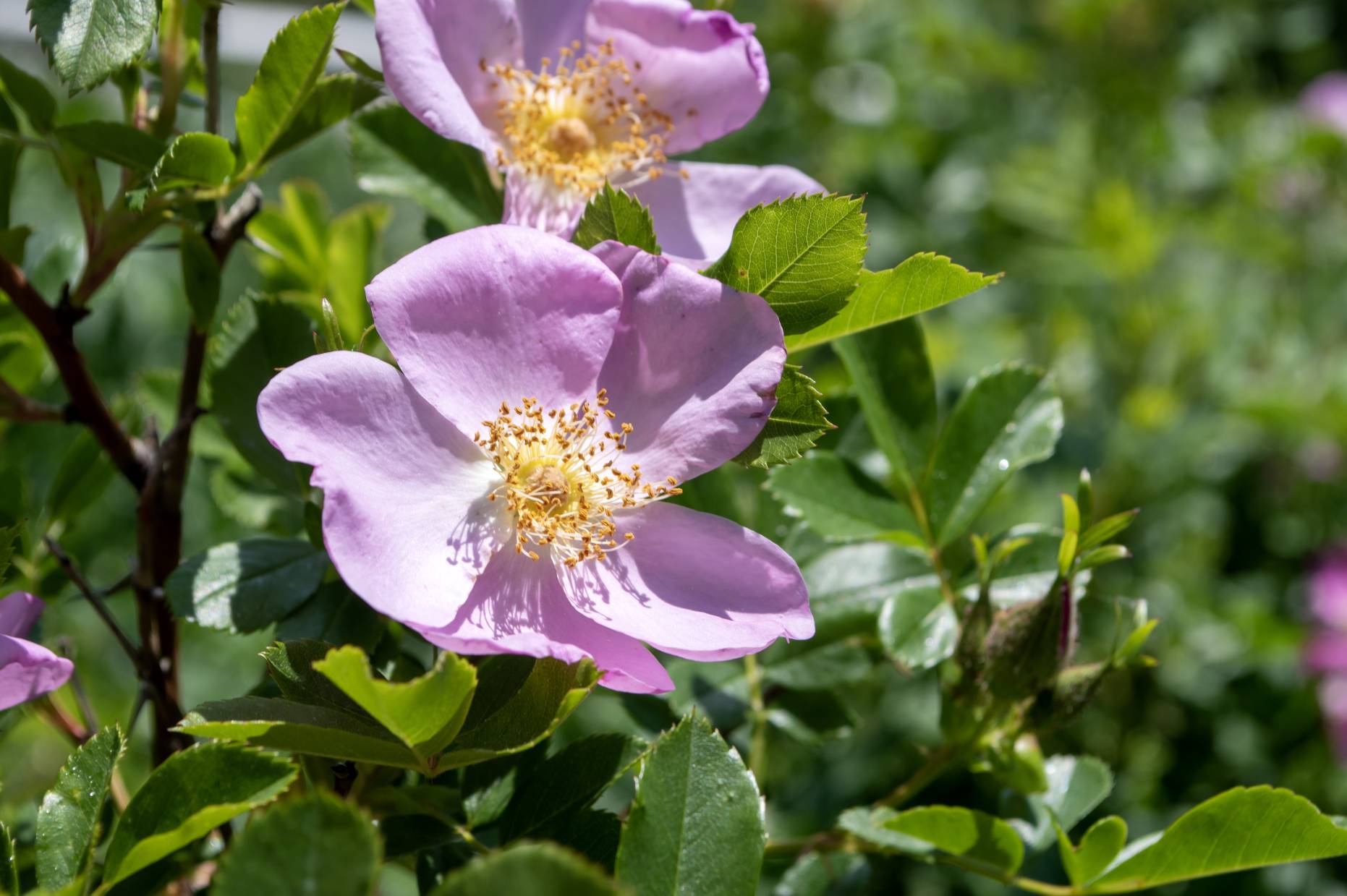 Plant Finder | Rosa virginiana - Virginia Rose
