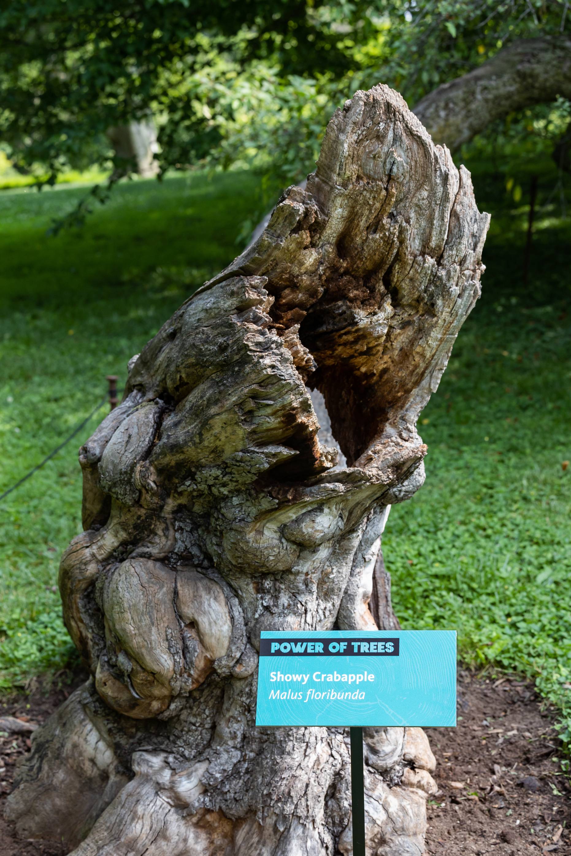 Plant Finder | Malus floribunda - Showy Crabapple