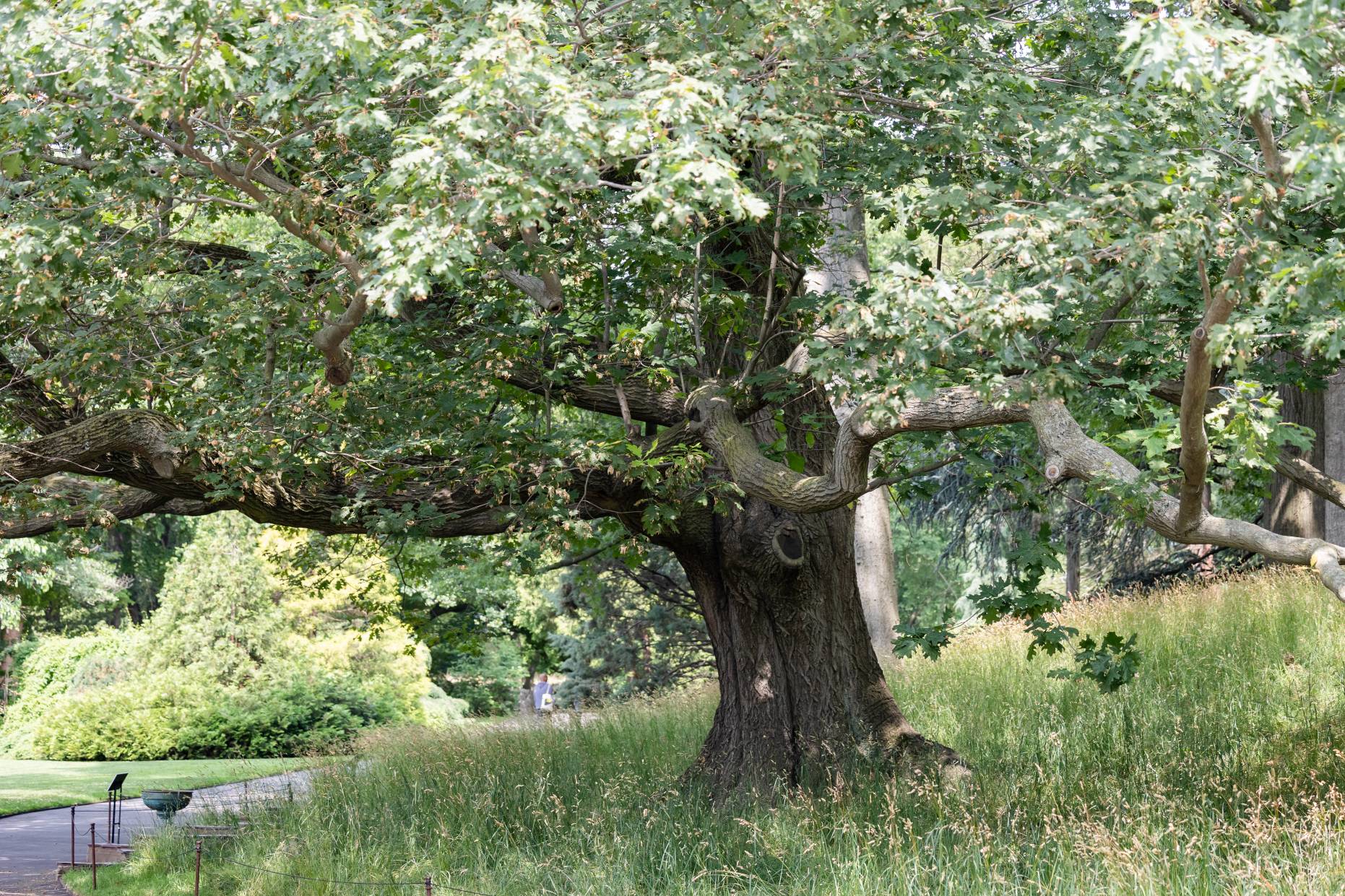 Plant Finder | Quercus × hawkinsiae - Hawkins's Oak