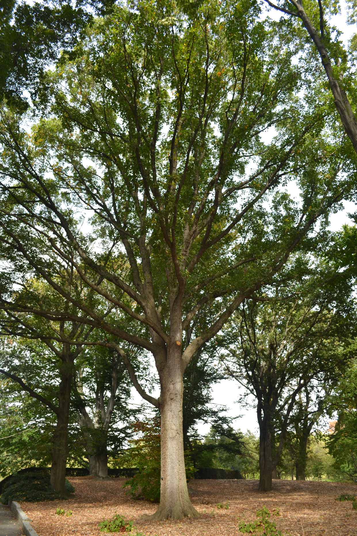 Plant Finder | Quercus lyrata - Overcup Oak