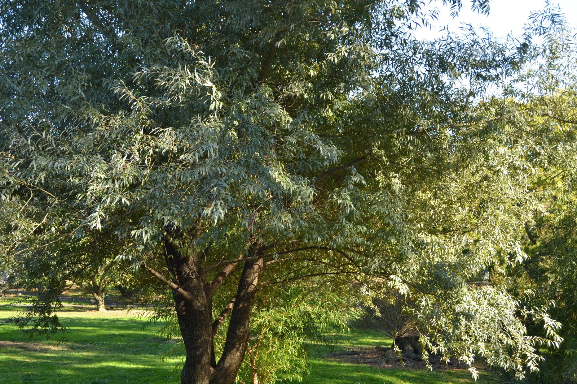 Plant Finder | Salix alba 'Sericea' - Silver Willow