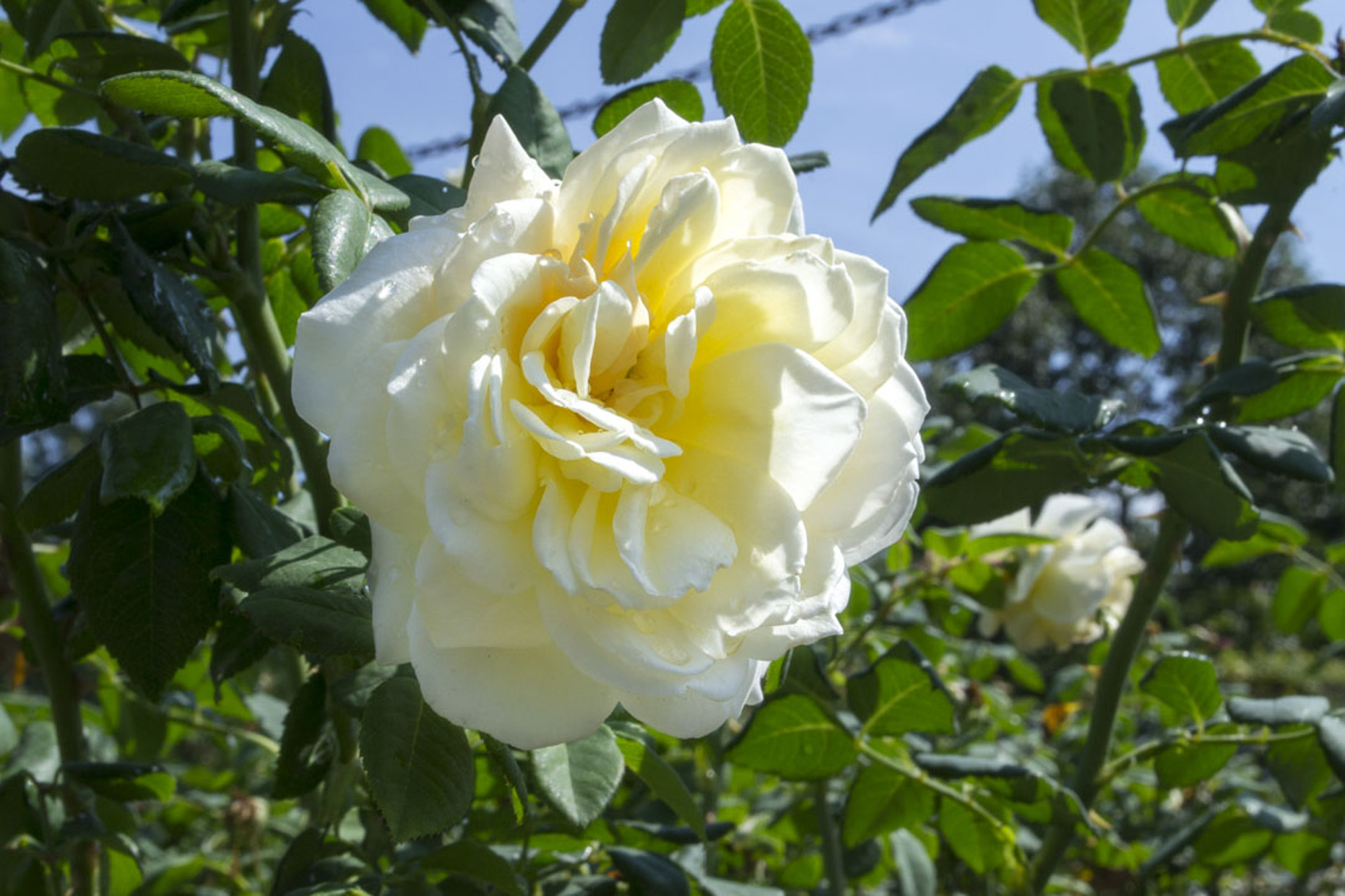 Plant Finder | Rosa 'Crocus Rose' - Shrub Rose