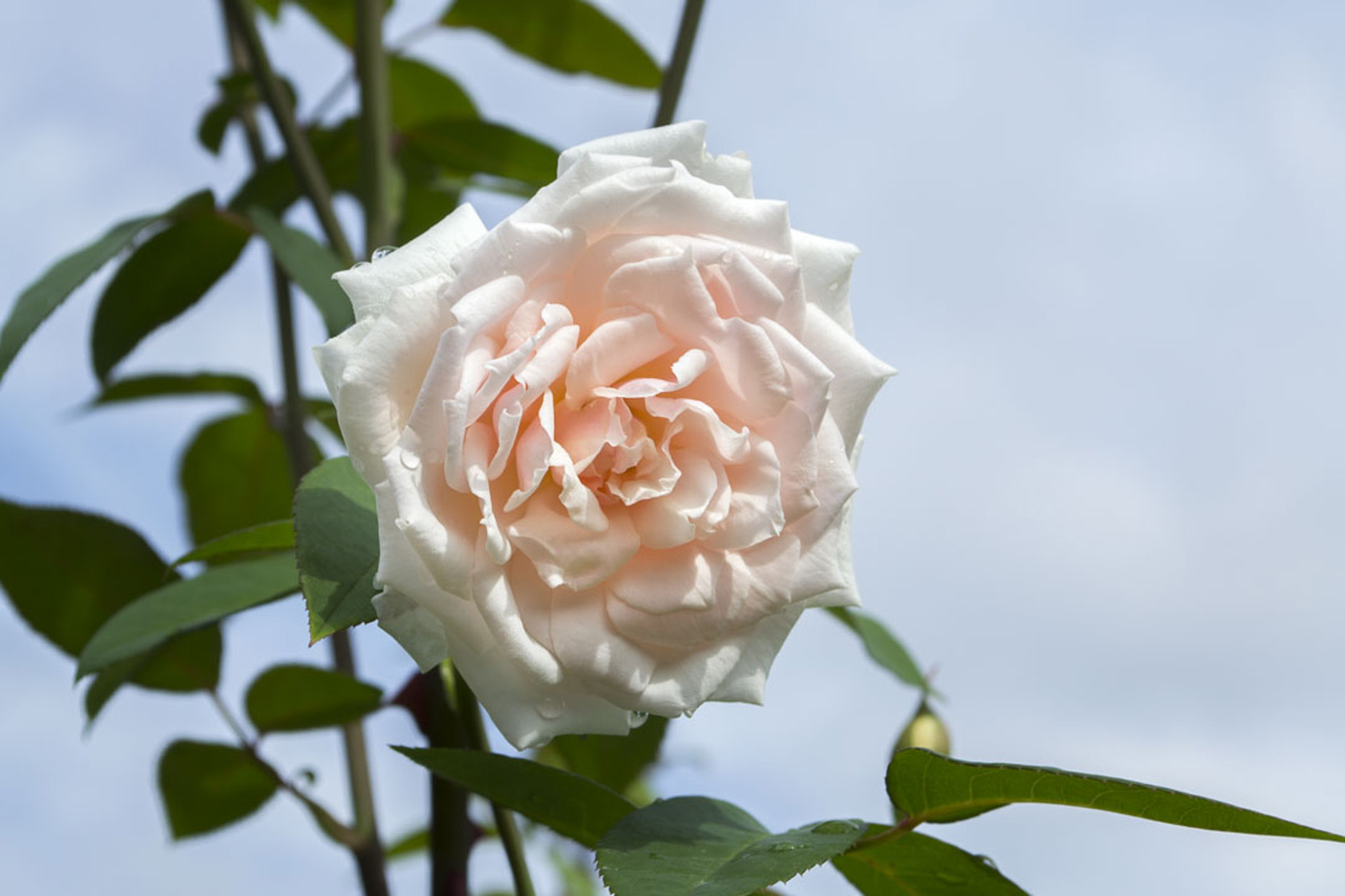 Plant Finder | Rosa 'Maitland White' - Tea Rose
