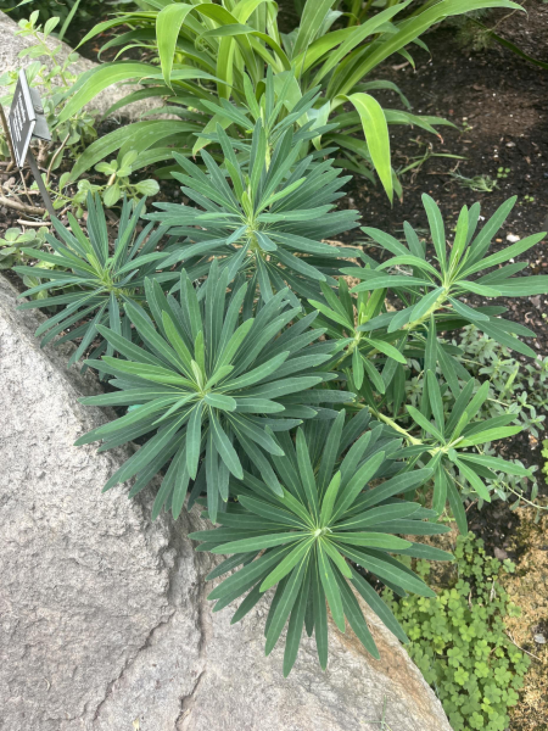 Plant Finder | Euphorbia characias dwarf - Mediterranean Spurge