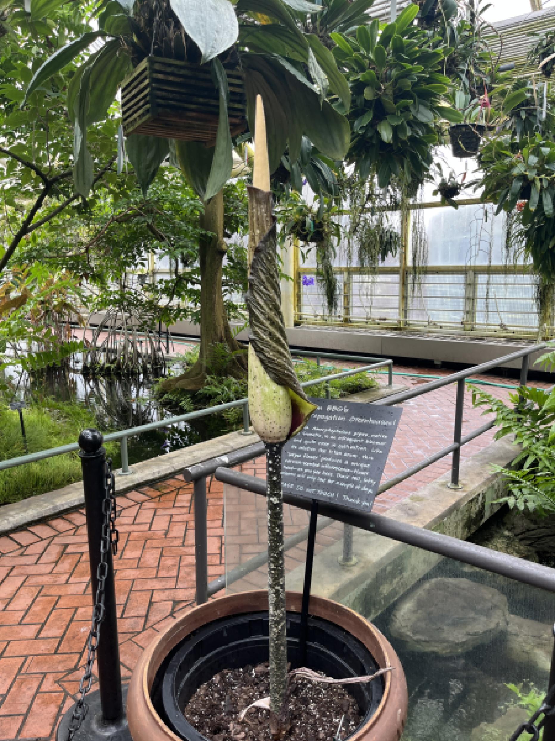 Plant Finder | Amorphophallus gigas