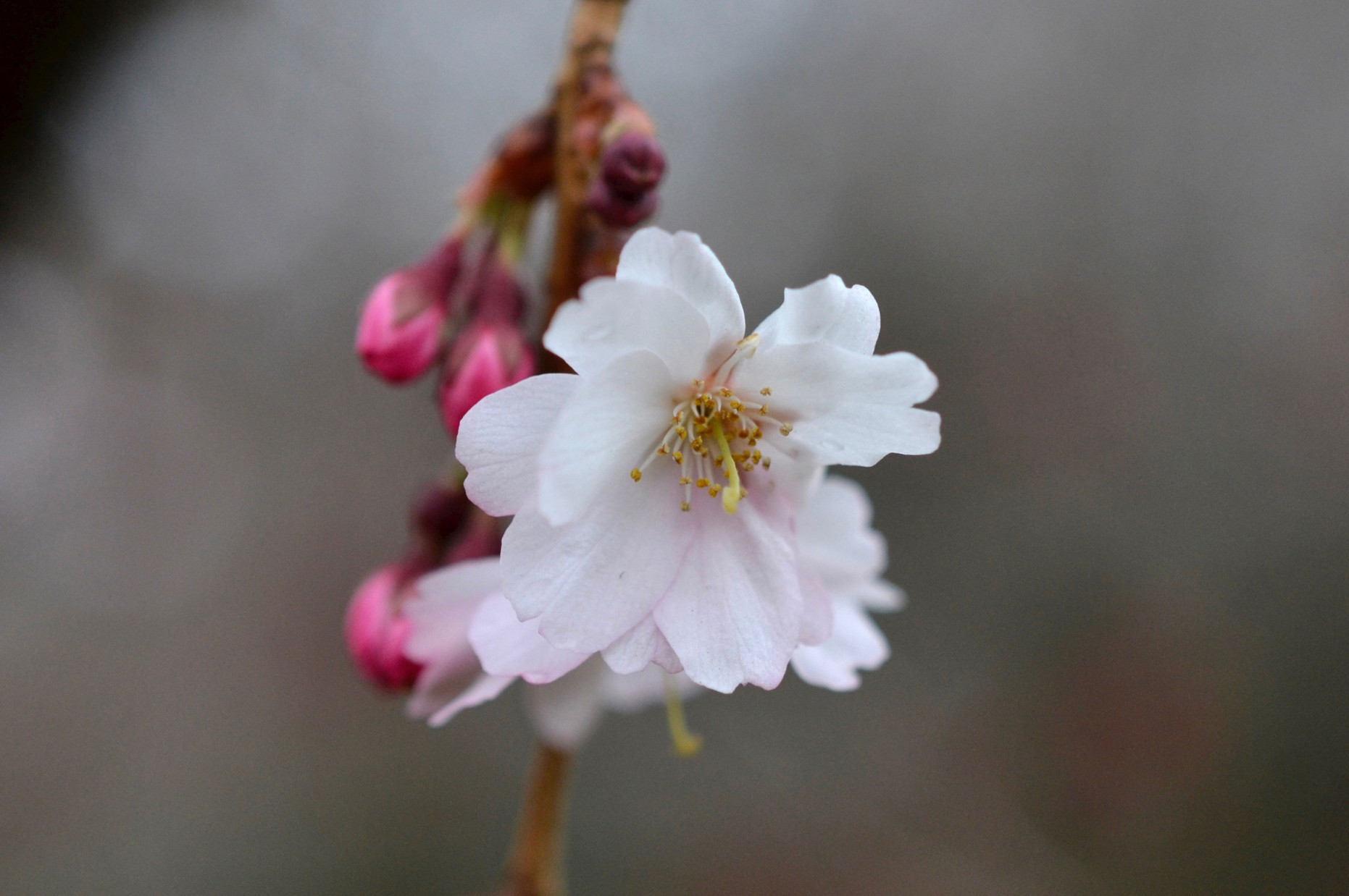 Plant Finder | Prunus × subhirtella 'Jugatsu-zakura' - Autumn-Flowering ...