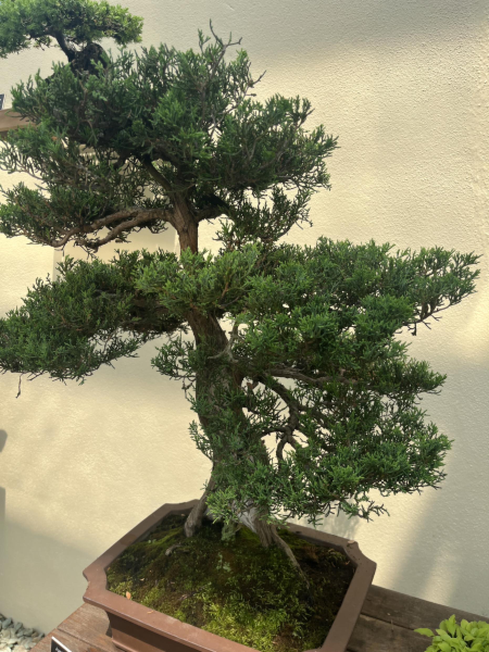 Plant Finder | Juniperus virginiana 'Prostrata' - Eastern Red-Cedar ...