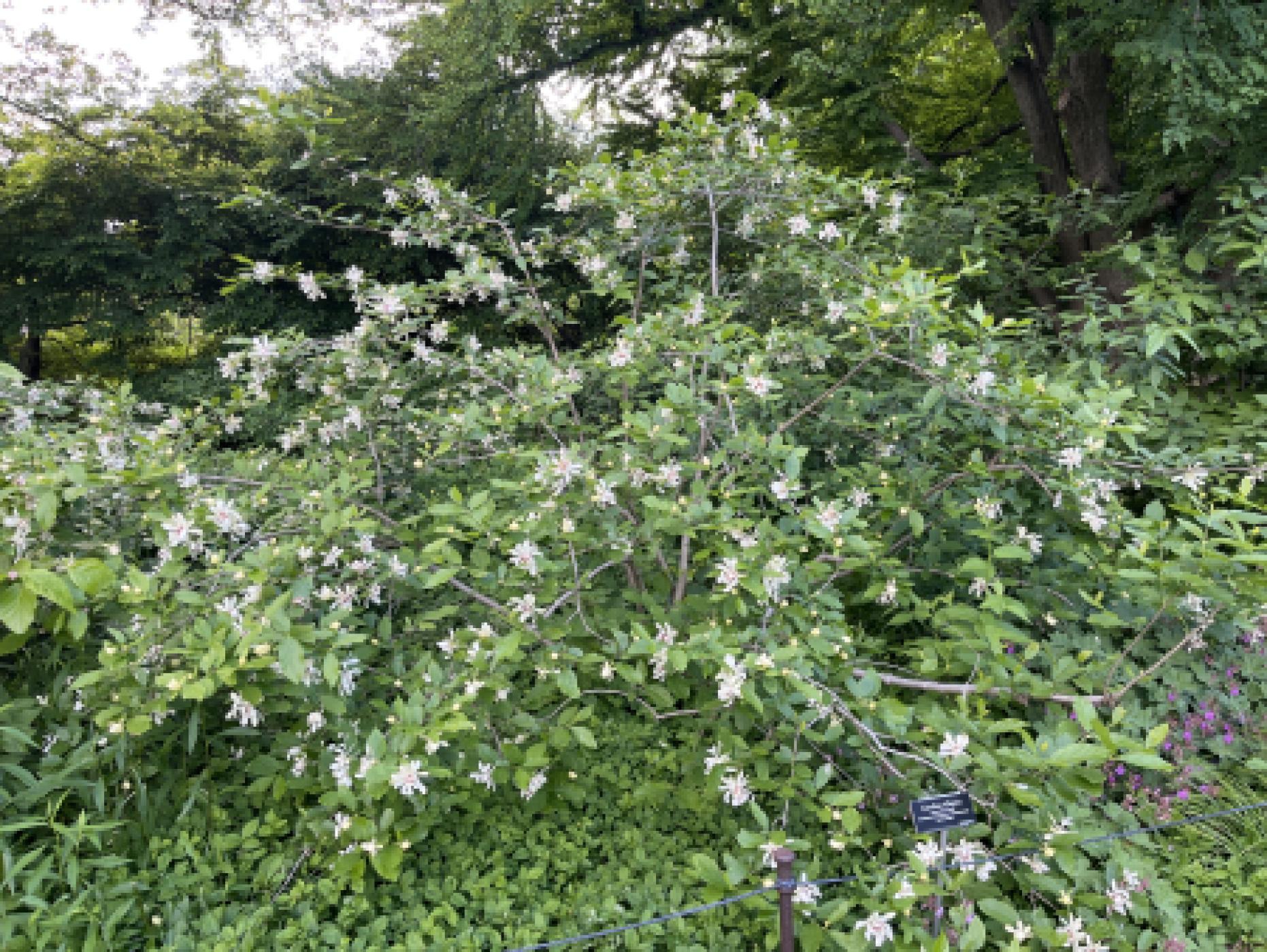Plant Finder | Calycanthus 'Venus' - Sweetshrub 'Venus'